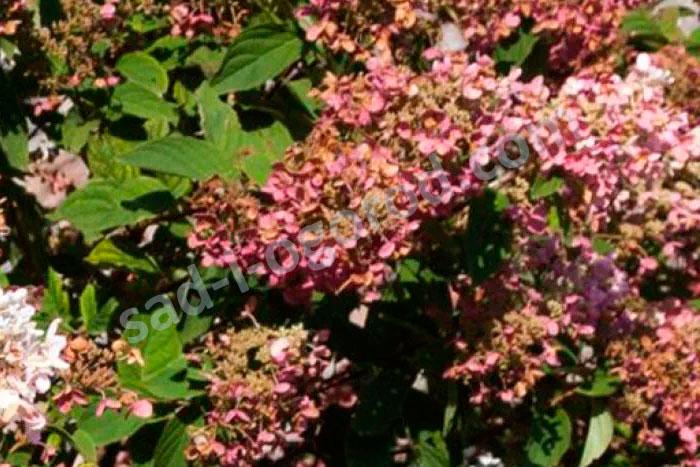 Гортензия метельчатая Тиклд Пинк Hydrangea paniculata Tickled Pink ...
