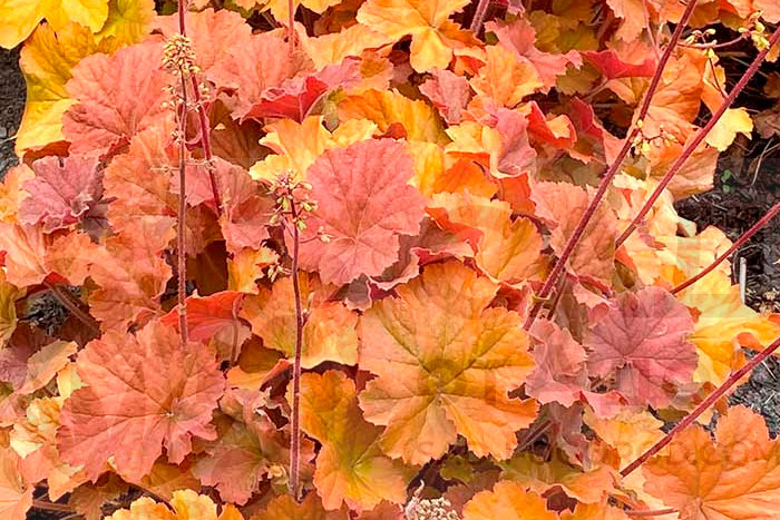 Гейхера Нозерн Экспоже Амбер Heuchera Northern Exposure Amber купить ...