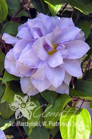 Клематис Люиз Роу Clematis Louise Rowe купить саженцы | Сад от А до Я