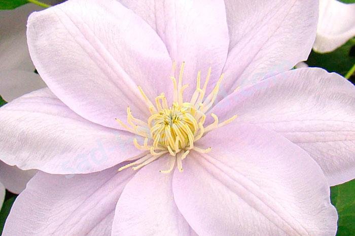 Клематис Люиз Роу Clematis Louise Rowe купить саженцы | Сад от А до Я