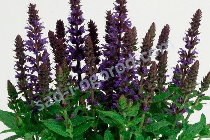 Шалфей пышный Salvia Merleau Blue Compact купить саженцы |Сад от А до Я