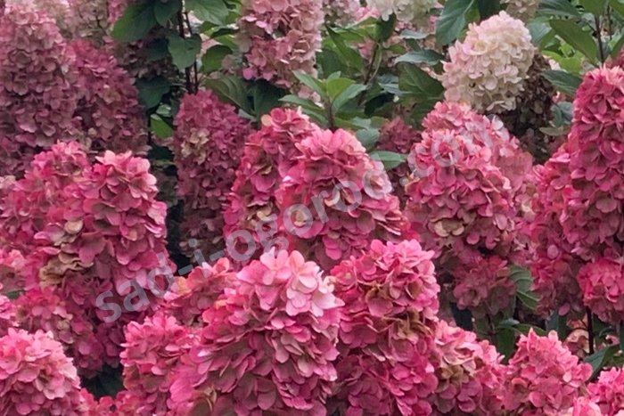 Гортензия метельчатая Бонфаер Hydrangea paniculata Bonfire купить ...