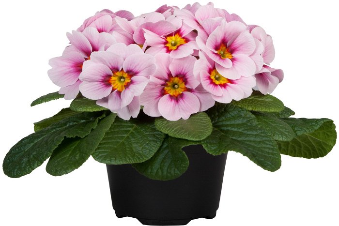 Примула Парадисо Эпплблоссом Primula Paradiso Appleblossom купить ...