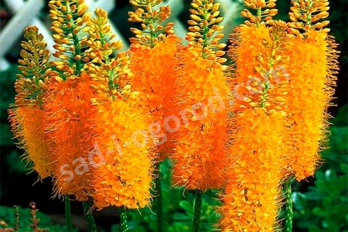 Эремурус Пиноккио Eremurus ruiter-Hybrid Pinocchio купить корневища ...