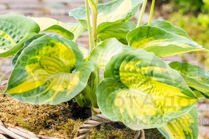 Хоста Аллигатор Элли Hosta Alligator Alley купить саженцы |Сад от А до Я