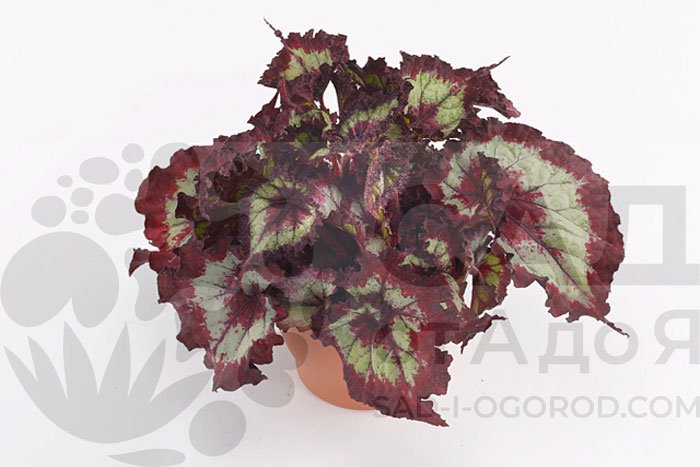Begonia foliage (Rex Grp) Magic Colours Balbao